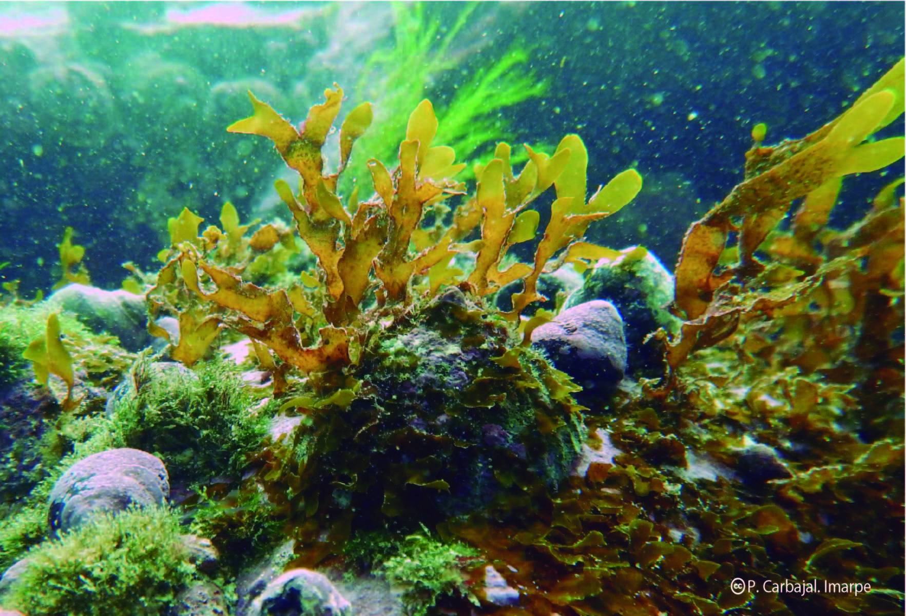 Catálogo Digital de la Biodiversidad Acuática del Perú