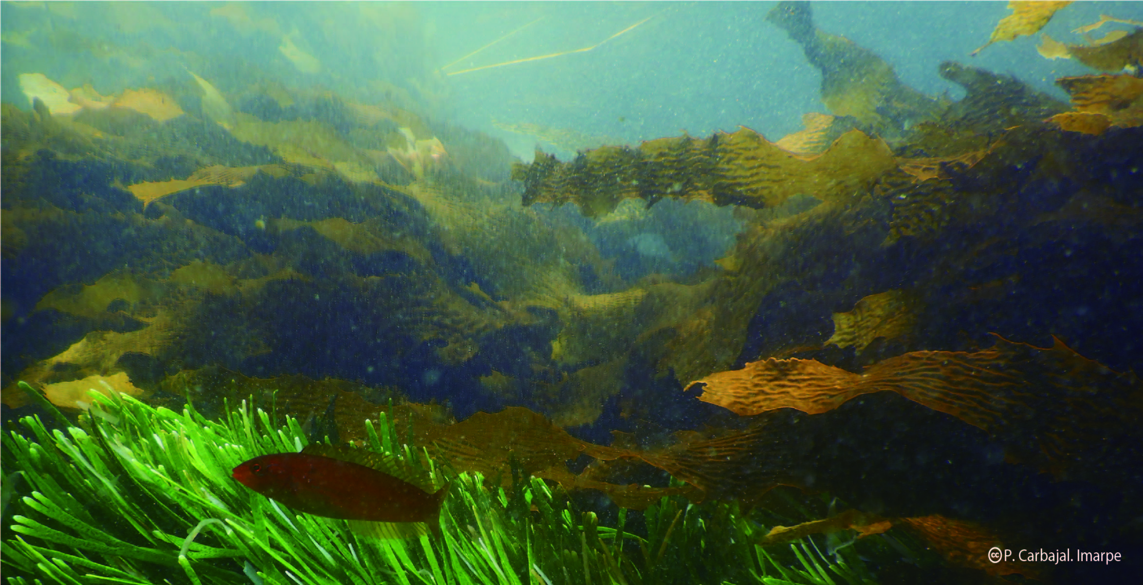 Catálogo Digital de la Biodiversidad Acuática del Perú