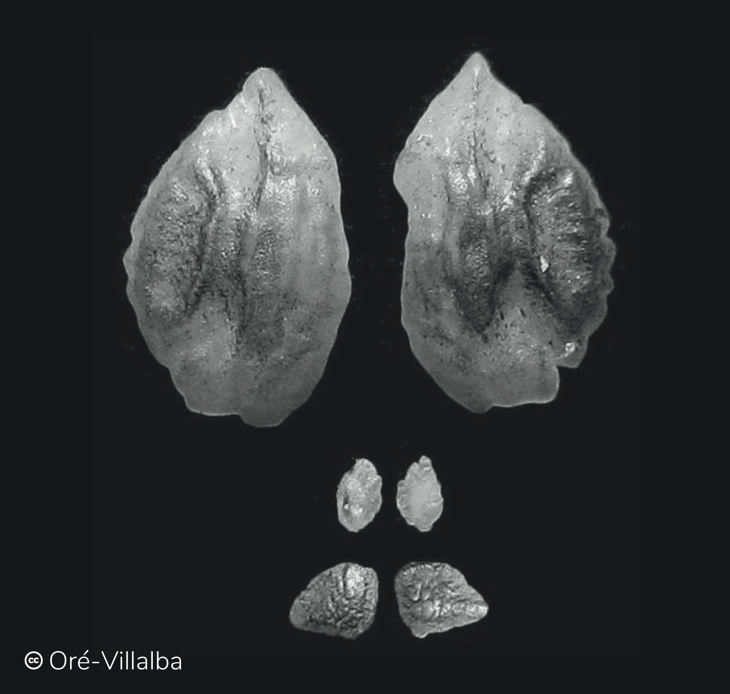Catálogo Digital de la Biodiversidad Acuática del Perú