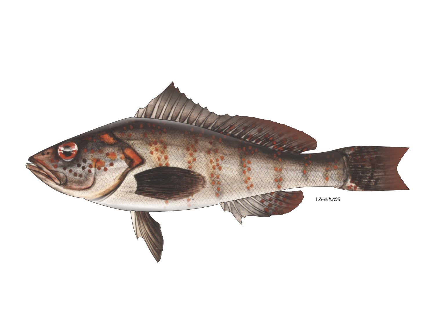 Catálogo Digital de la Biodiversidad Acuática del Perú