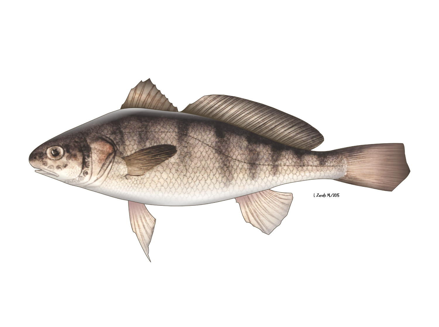 Catálogo Digital de la Biodiversidad Acuática del Perú