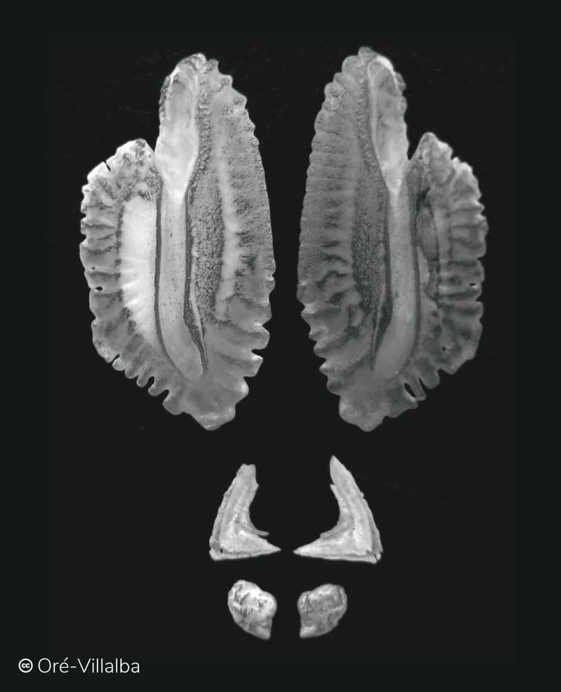 Catálogo Digital de la Biodiversidad Acuática del Perú