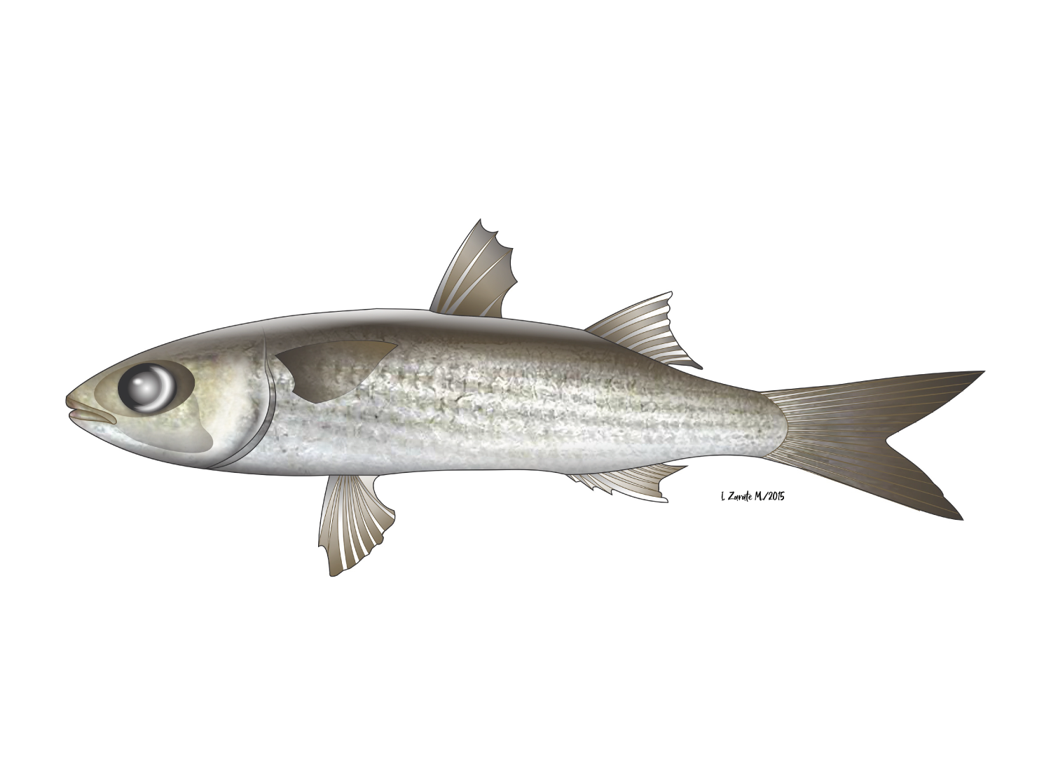 Catálogo Digital de la Biodiversidad Acuática del Perú