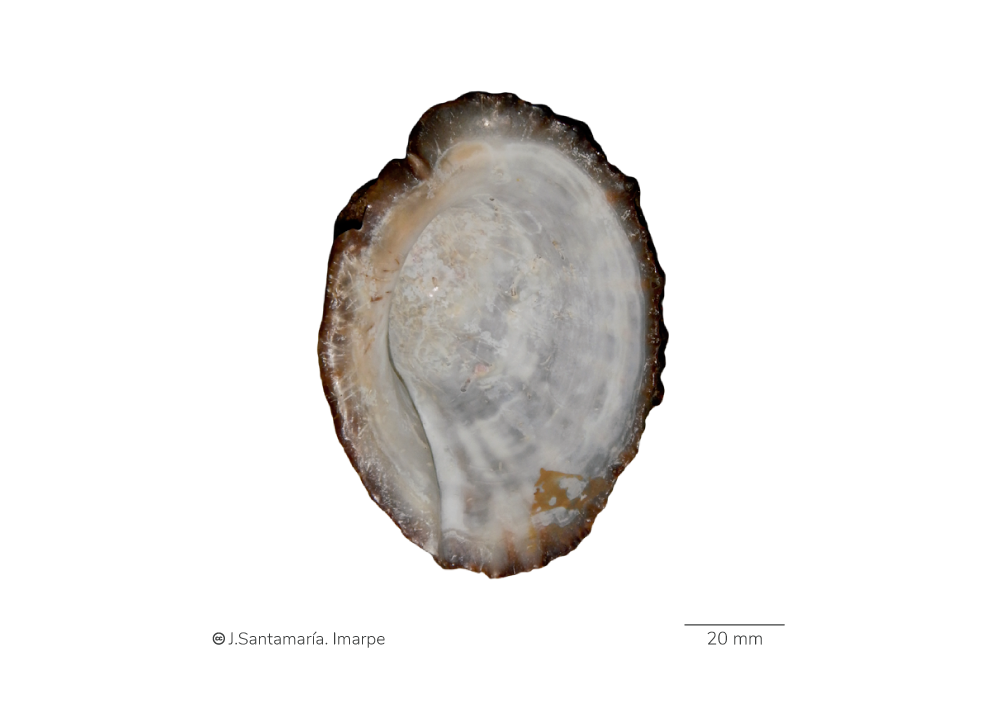 Catálogo Digital de la Biodiversidad Acuática del Perú