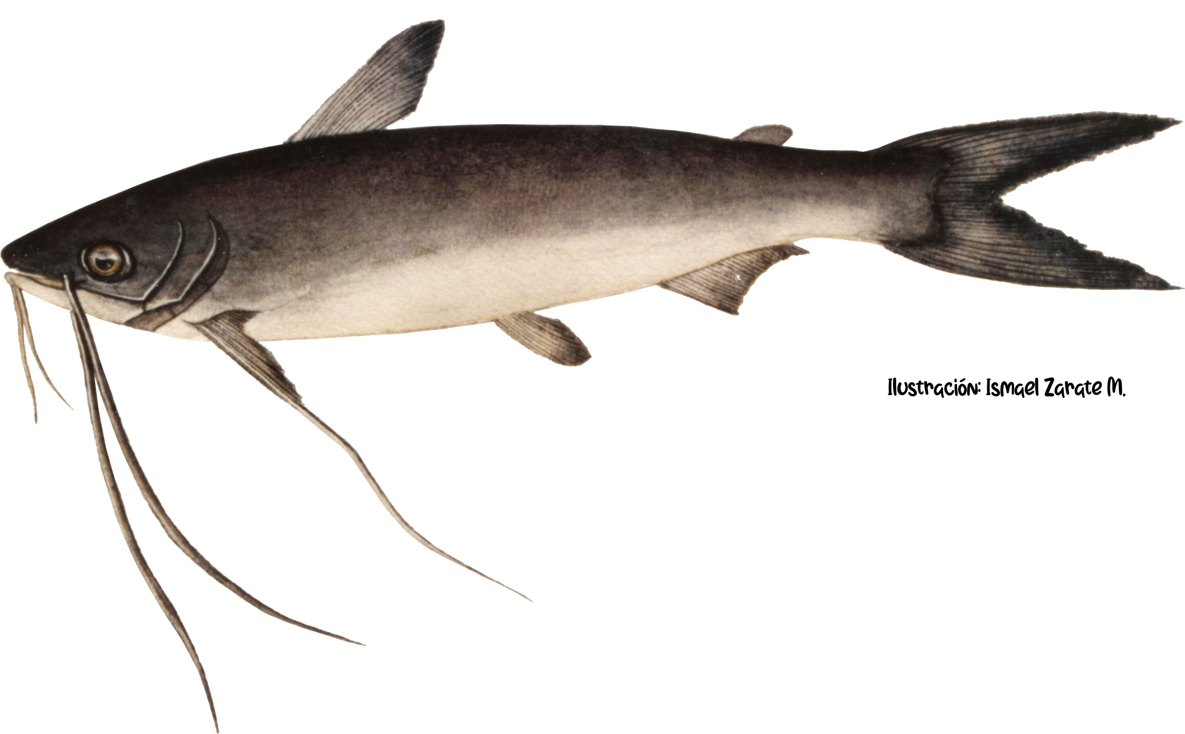 Catálogo Digital de la Biodiversidad Acuática del Perú