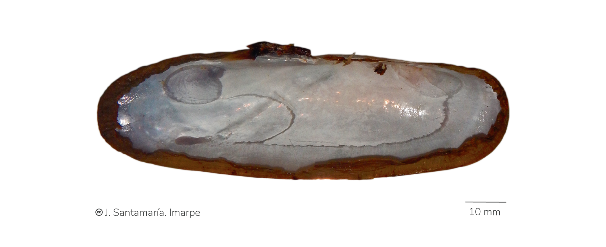 Catálogo Digital de la Biodiversidad Acuática del Perú