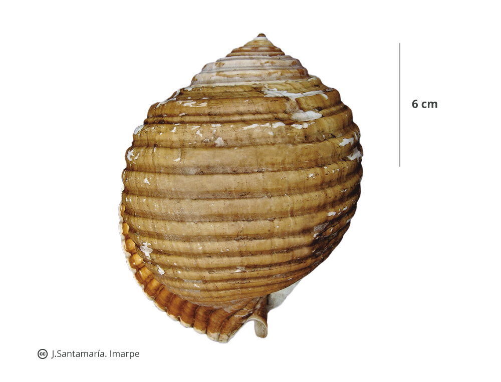 Catálogo Digital de la Biodiversidad Acuática del Perú