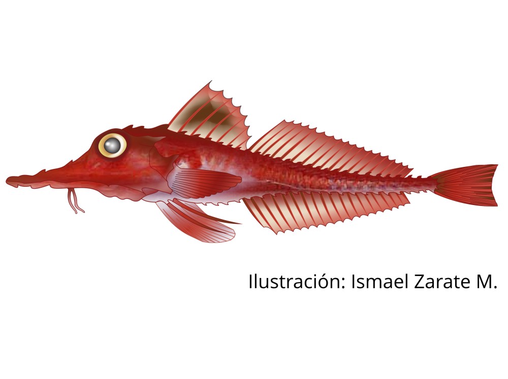 Catálogo Digital de la Biodiversidad Acuática del Perú