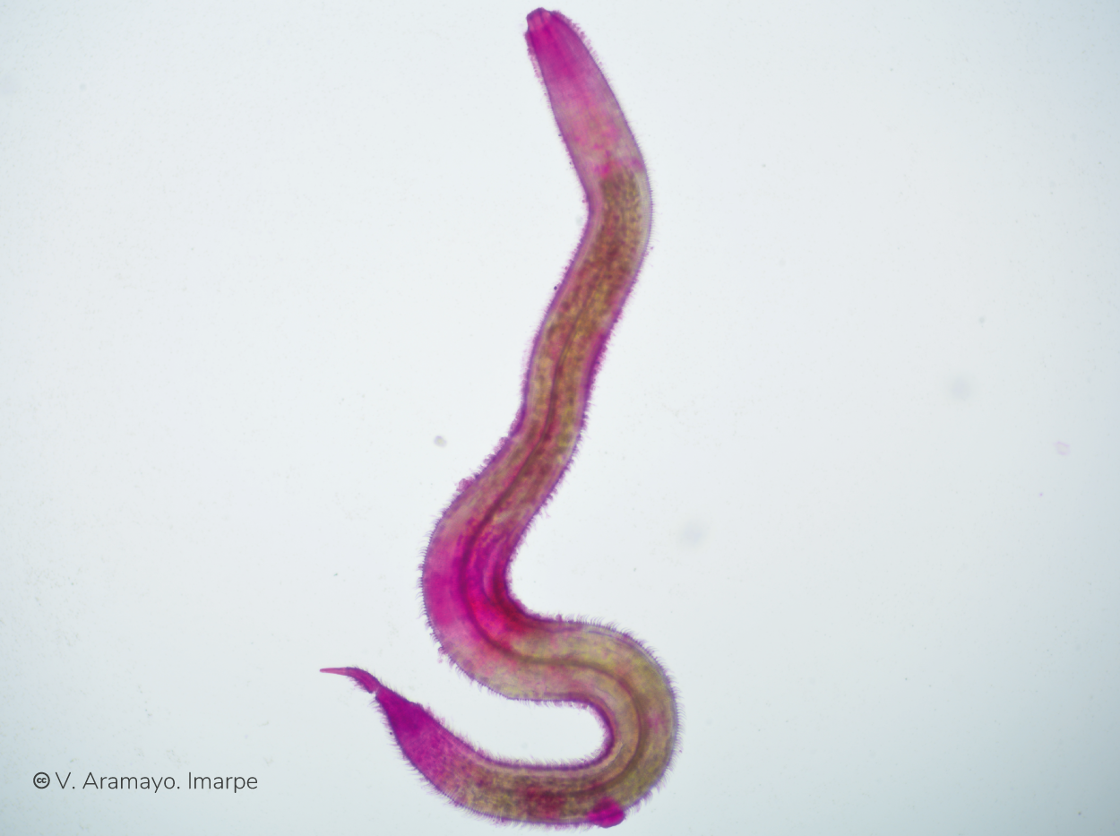 Catálogo Digital de la Biodiversidad Acuática del Perú
