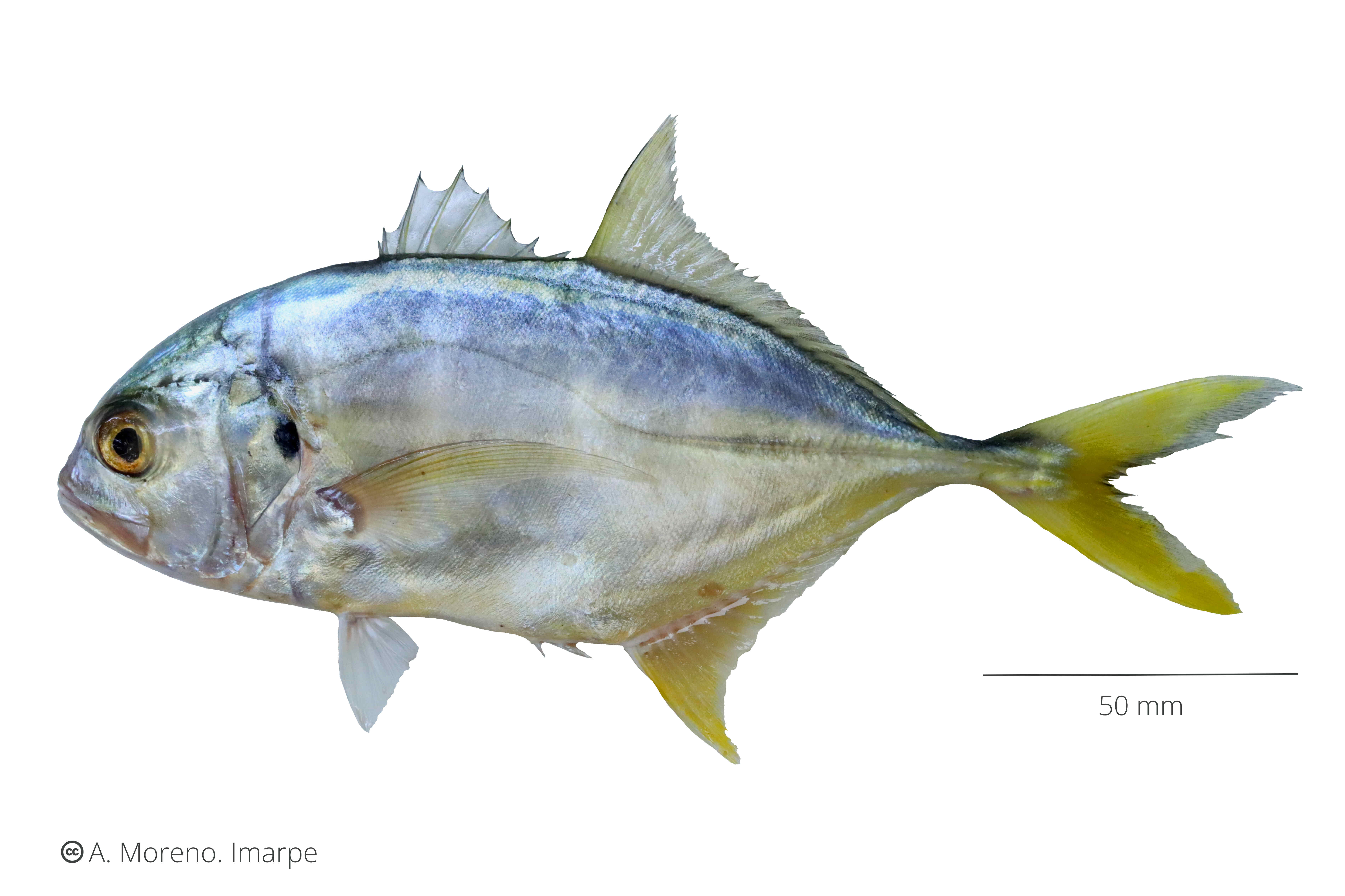 Catálogo Digital de la Biodiversidad Acuática del Perú